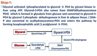 Triacylglycerol synthesis and Lipolysis -1New.pptx