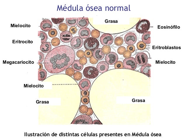 Histología De La Médula ósea