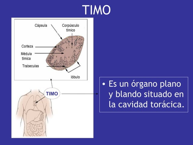 Timo | PPT