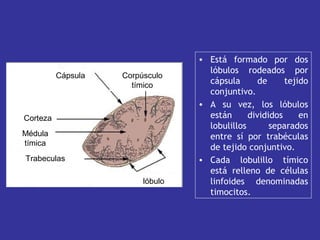 Timo | PPT