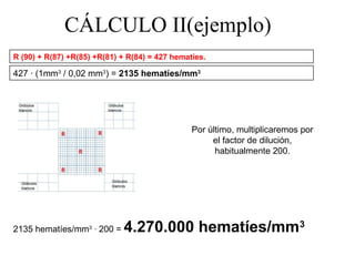 Recuento En Camara Neubauer Ciencias De La Tierra Y De La Vida Biologa