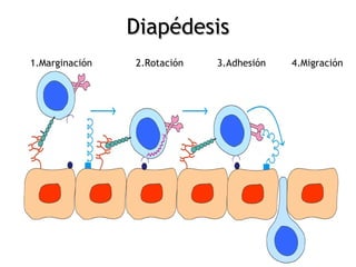 Diapedesis