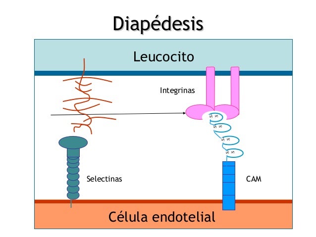 Diapedesis de los leucocitos