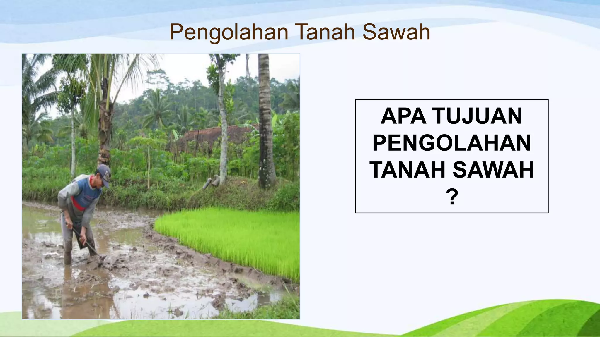 Tahapan tahapan pengolahan tanah sawah | PPTX