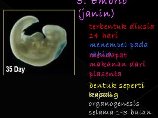 Tahapan perkembangan manusia | PPT