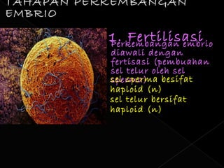 Tahapan perkembangan manusia | PPT