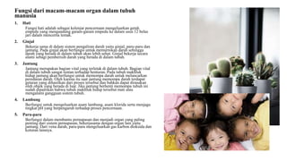 BUKU BAHAN AJAR ORGAN TUBUH MANUSIA | PPTX