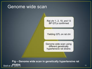 Genetic Rat Models for Hypertension:Relationship to Human Hypertension ...