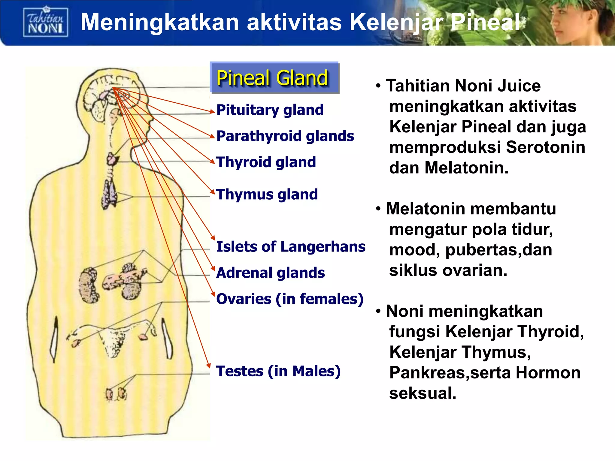 Tahitian Noni Presentation | PPTX