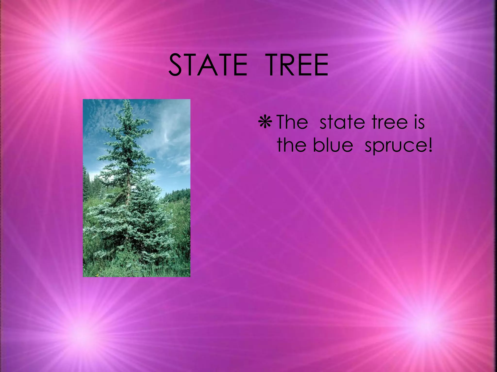 Tahjinette Swansea Colorado | PPT