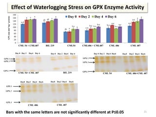Comparative Analysis of Biochemical & Physiological Responses of Maize ...