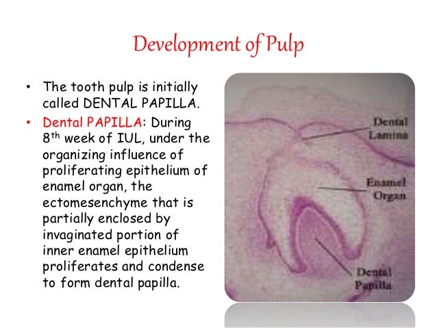 dental pulp...humayun afridi taif saqib