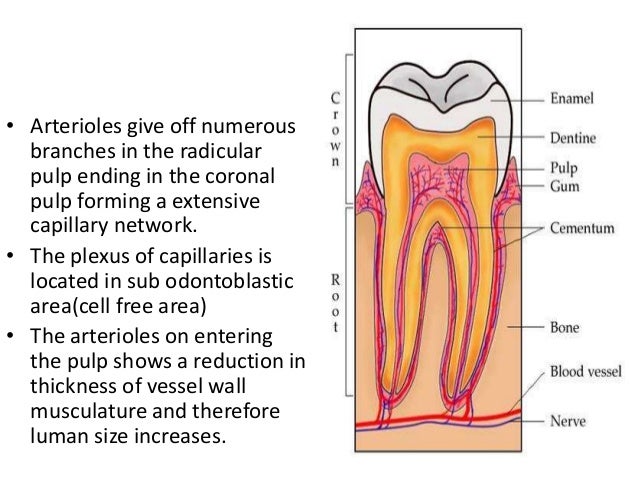 dental pulp...humayun afridi taif saqib