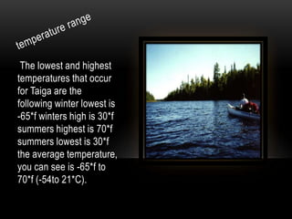 Taiga | PPTX