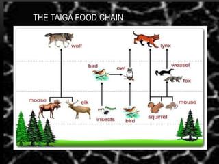 Taiga Food Chain