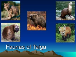 Taiga | PPT