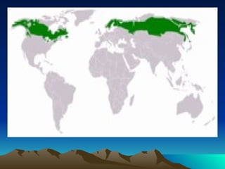 Taiga | PPT