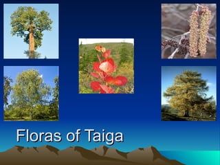 Taiga | PPT