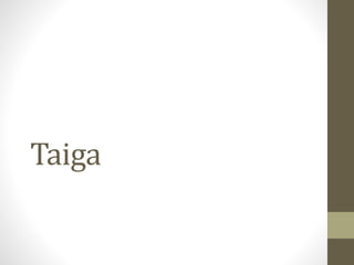Taiga | PPTX