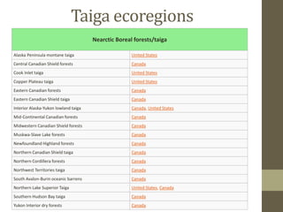 Taiga | PPTX