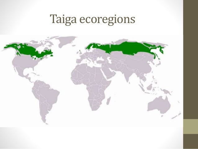 Taiga