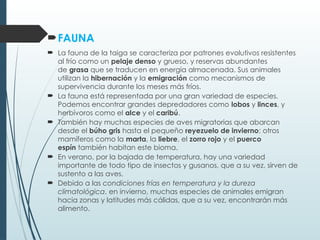 La taiga, características del bioma terrestre | PPTX