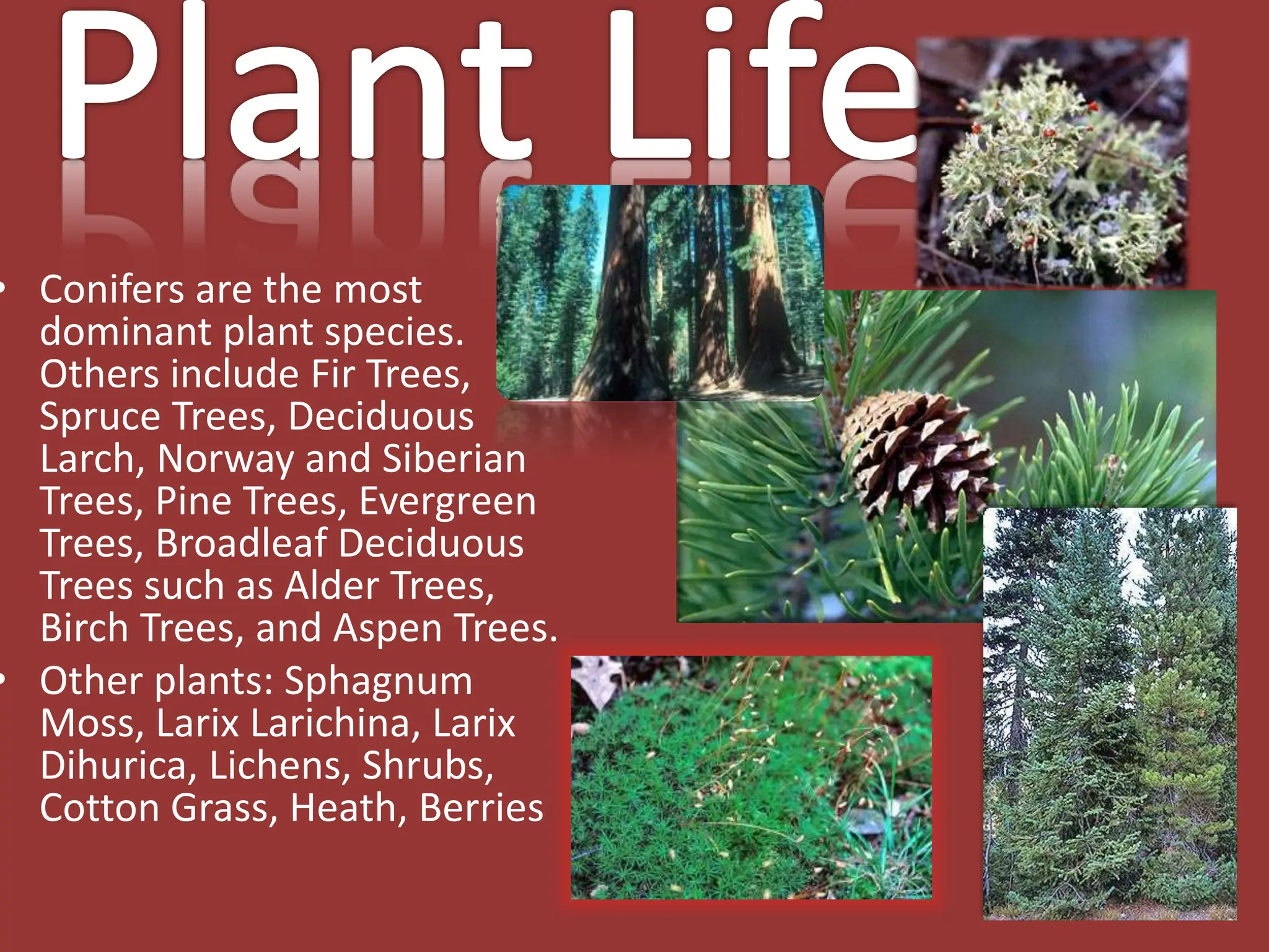 Taiga biome precentacion power point education | PPTX