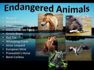 Taiga biome precentacion power point education | PPTX | Gardening ...