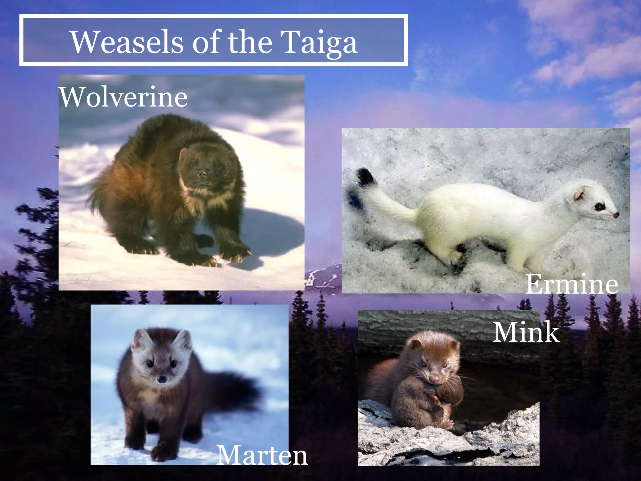 Taiga | PPT