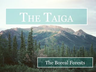 Taiga | PPT