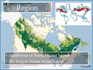Taiga Boreal Forest World Map