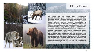 TODO SOBRE LA INFORMACION DE LA BIODIVERSIDAD DE TAIGA | PPTX