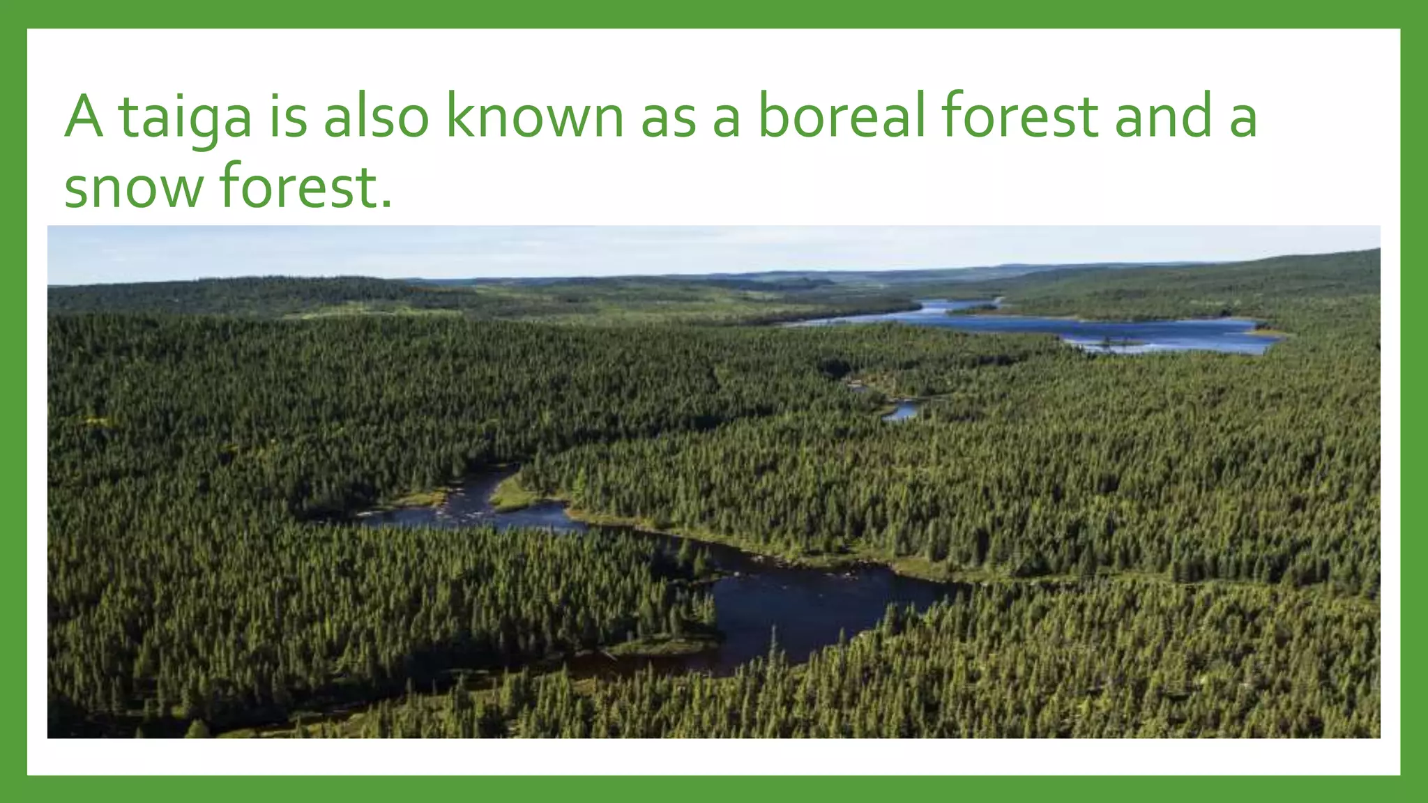 Taiga biome period 3 | PPT