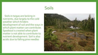 Taiga biome period 3 | PPTX