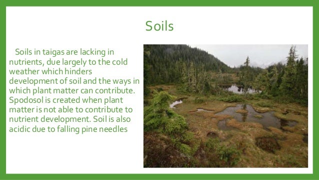 Taiga biome period 3