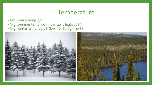 Taiga biome period 3