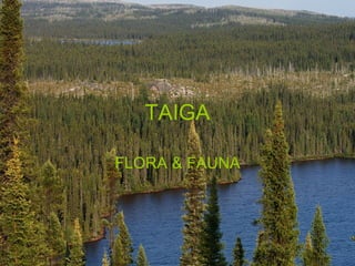 Taiga flora & fauna | PPT