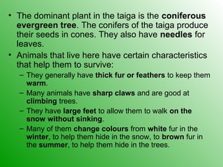 Taiga flora & fauna | PPT