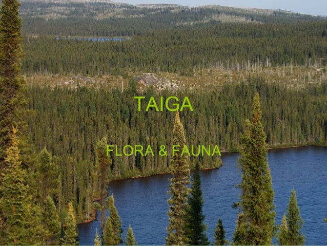 Taiga flora & fauna