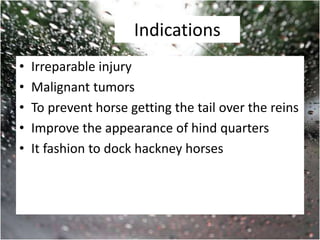 Tail docking in equines | PPT