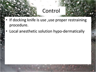 Tail docking in equines | PPT