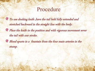 Tail docking in equines | PPT
