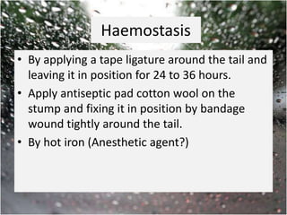 Tail docking in equines | PPT