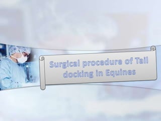 Tail docking in equines | PPTX
