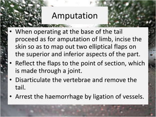 Tail docking in equines | PPT