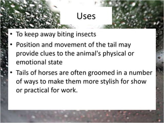 Tail docking in equines | PPTX