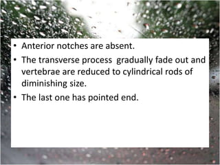 Tail docking in equines | PPTX