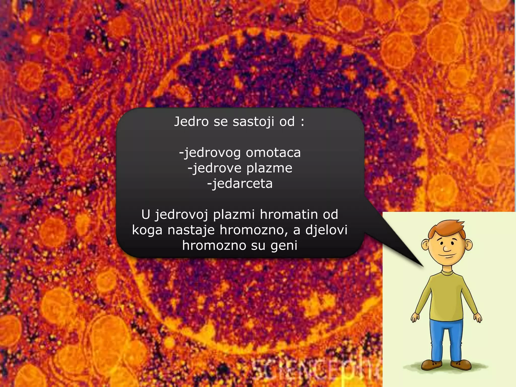 Šta ima svaka ćelija.pptx