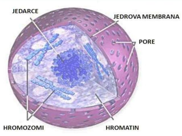 Šta ima svaka ćelija.pptx