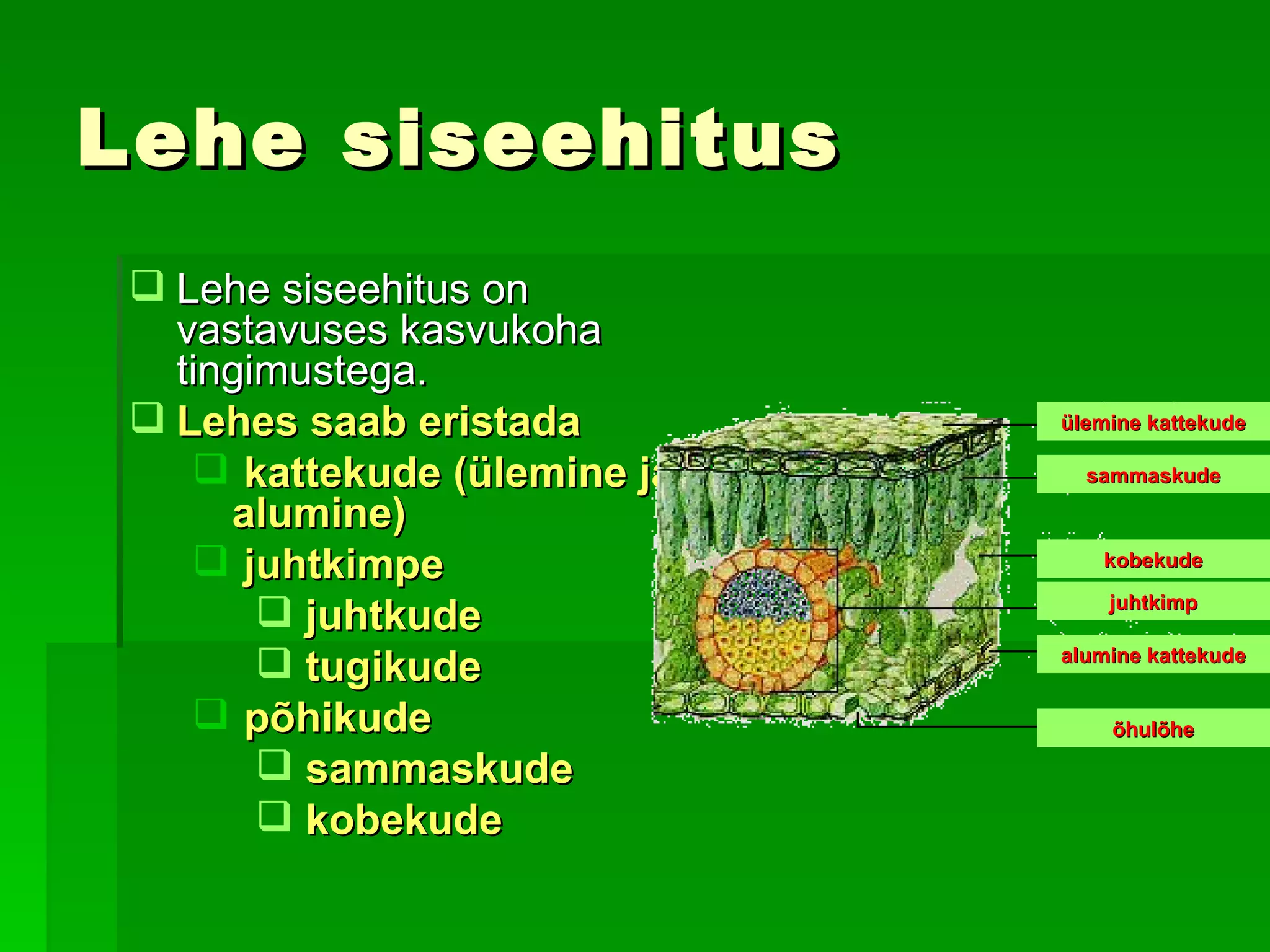 Taime Leht | PPT